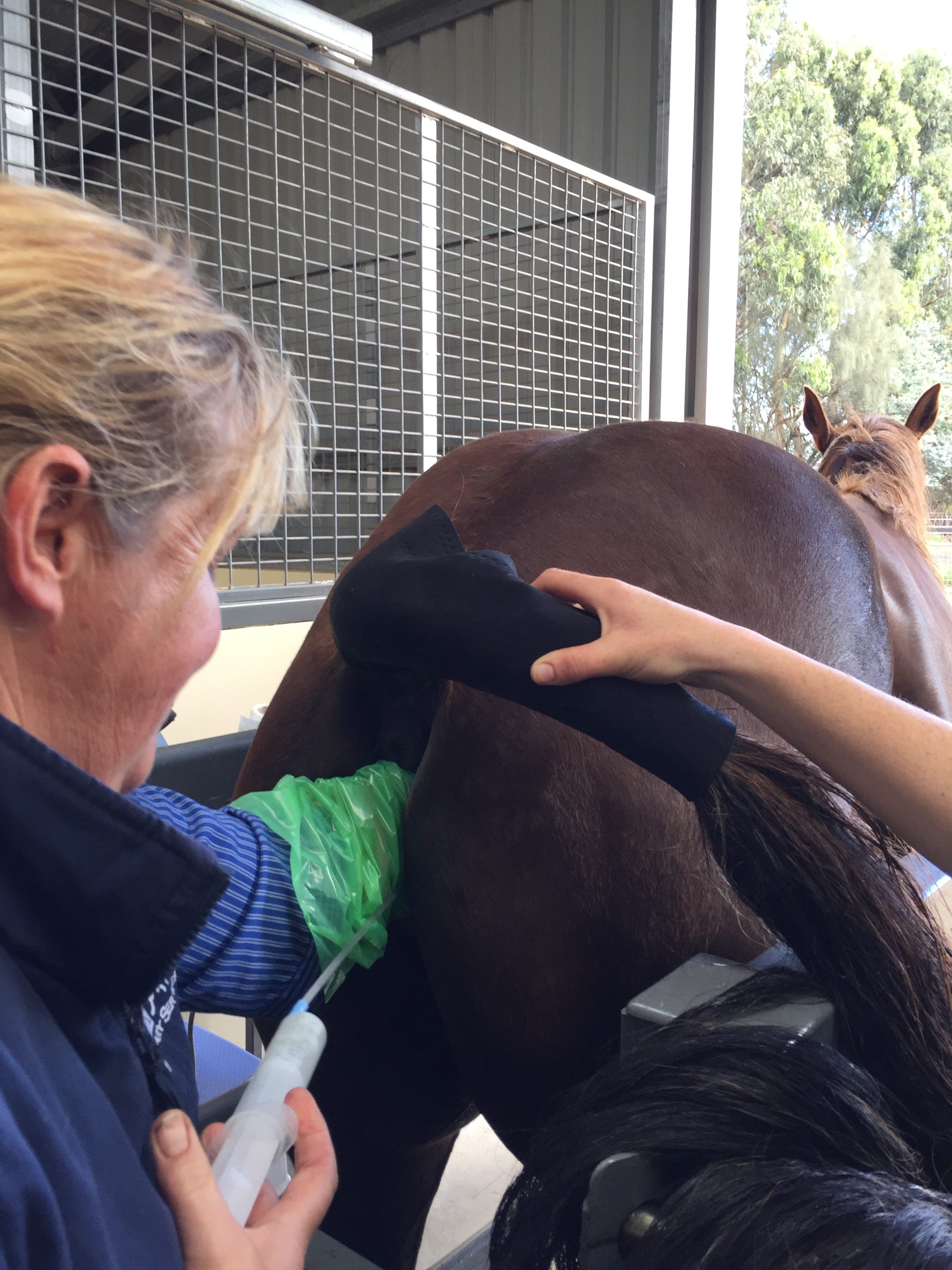 Reproduction – McGregor Equine